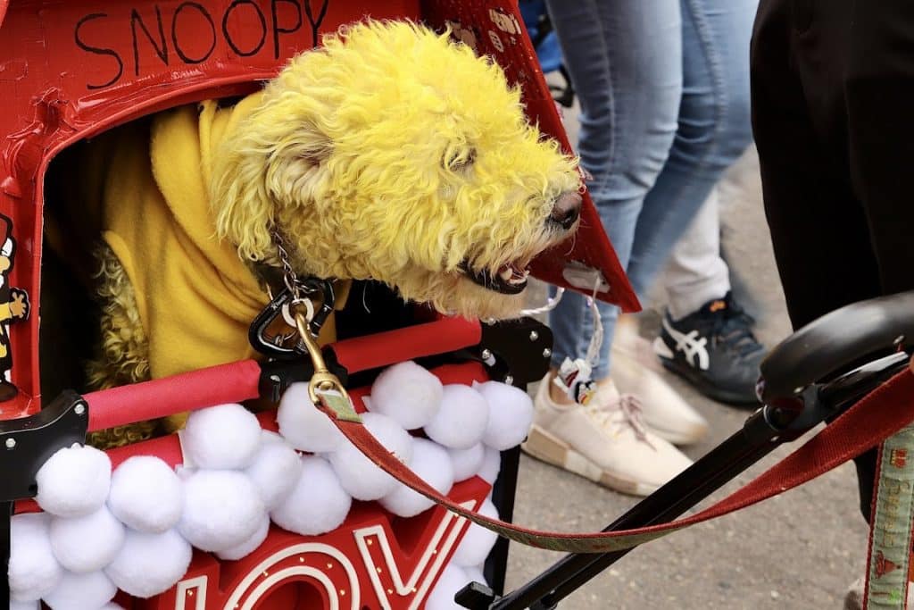 Woof There It Is! The 2022 Gaslamp Quarter Pet Parade