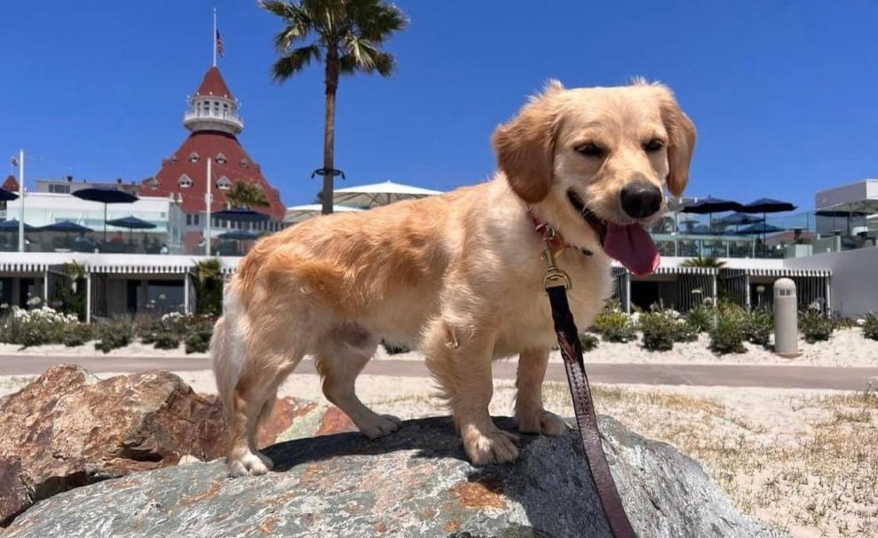 LIVING IN THE CITY: Meet The Pets